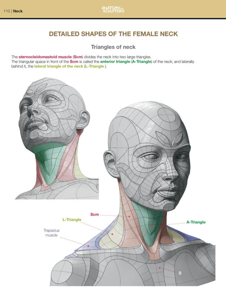 Form of the Head and Neck | by Anatomy For Sculptors