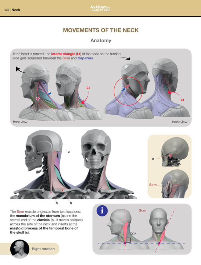 Form of the Head and Neck | by Anatomy For Sculptors