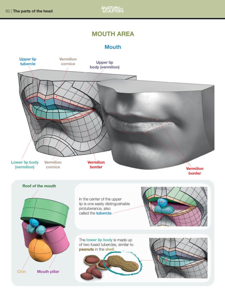 Form of the Head and Neck | by Anatomy For Sculptors