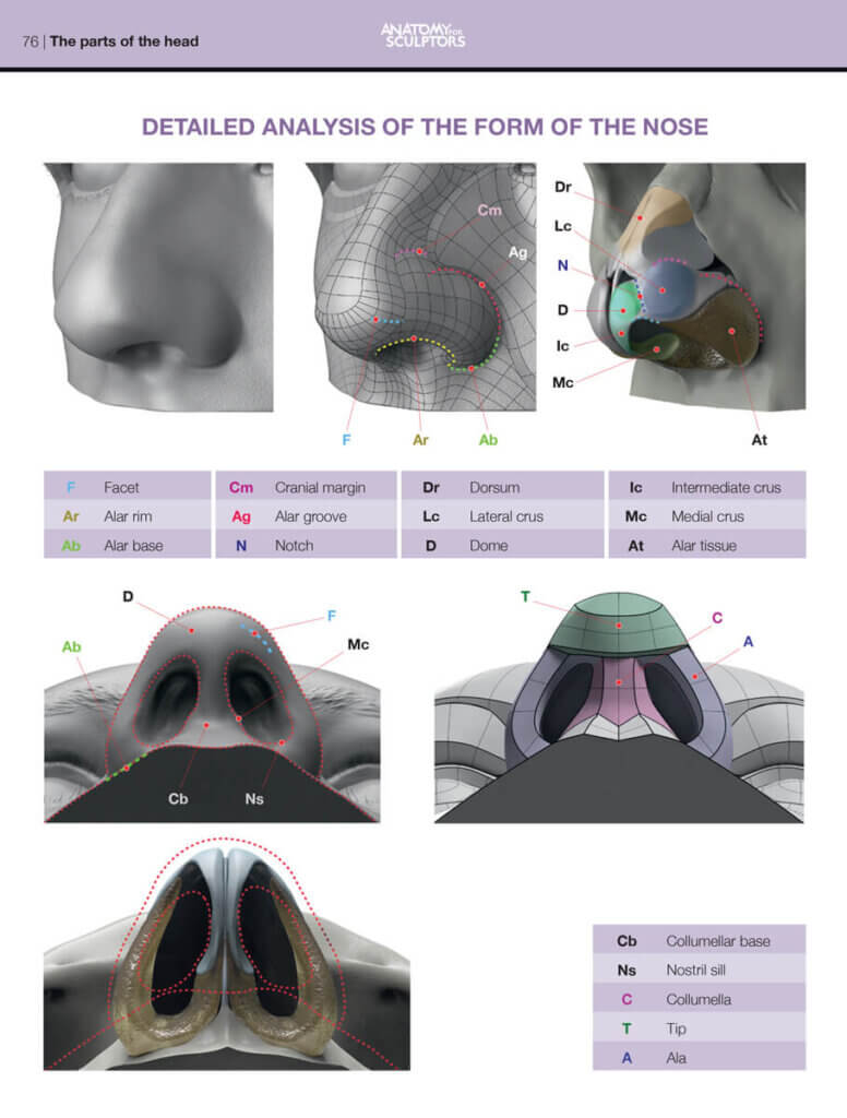 Form of the Head and Neck | by Anatomy For Sculptors