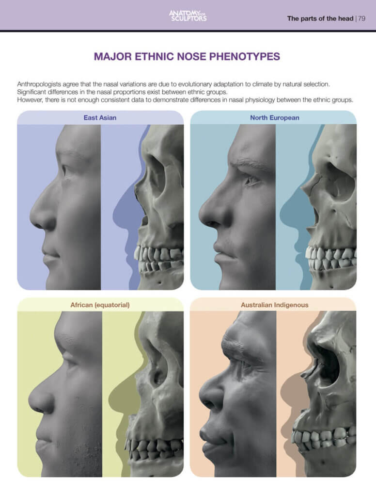 Form of the Head and Neck | by Anatomy For Sculptors