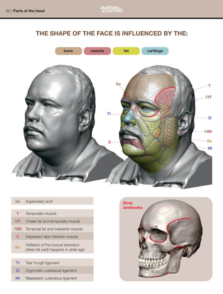 Form of the Head and Neck | by Anatomy For Sculptors