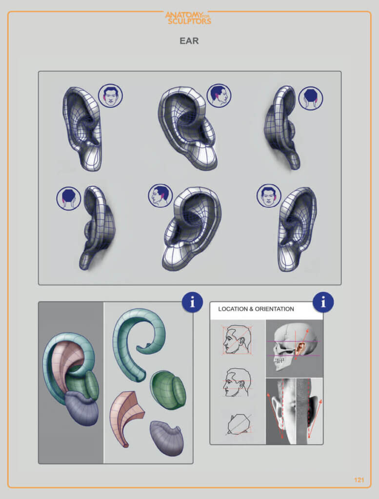 Understanding the Human Figure | by Anatomy For Sculptors