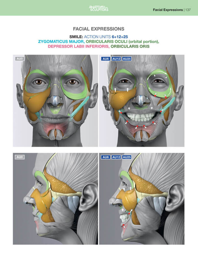 Anatomy of Facial Expression | by Anatomy For Sculptors