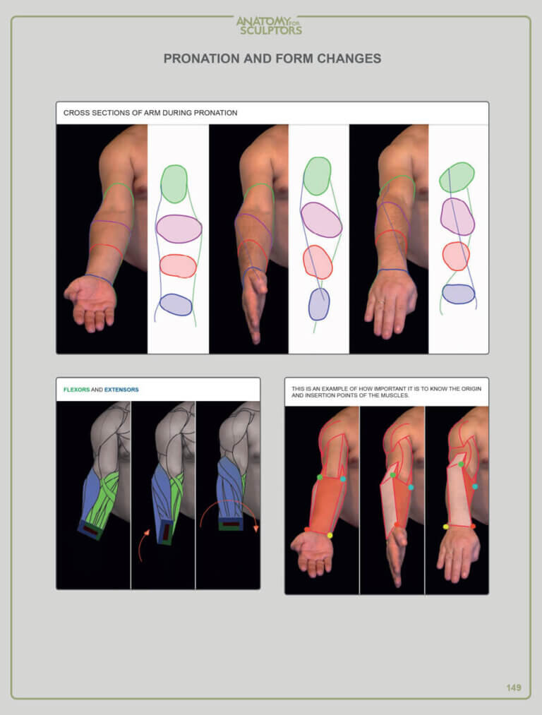 Understanding the Human Figure | by Anatomy For Sculptors