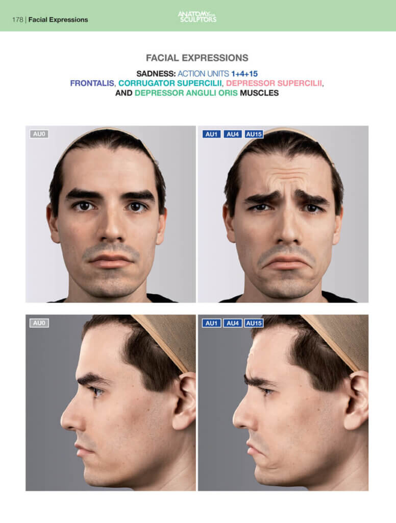 Anatomy of Facial Expression | by Anatomy For Sculptors