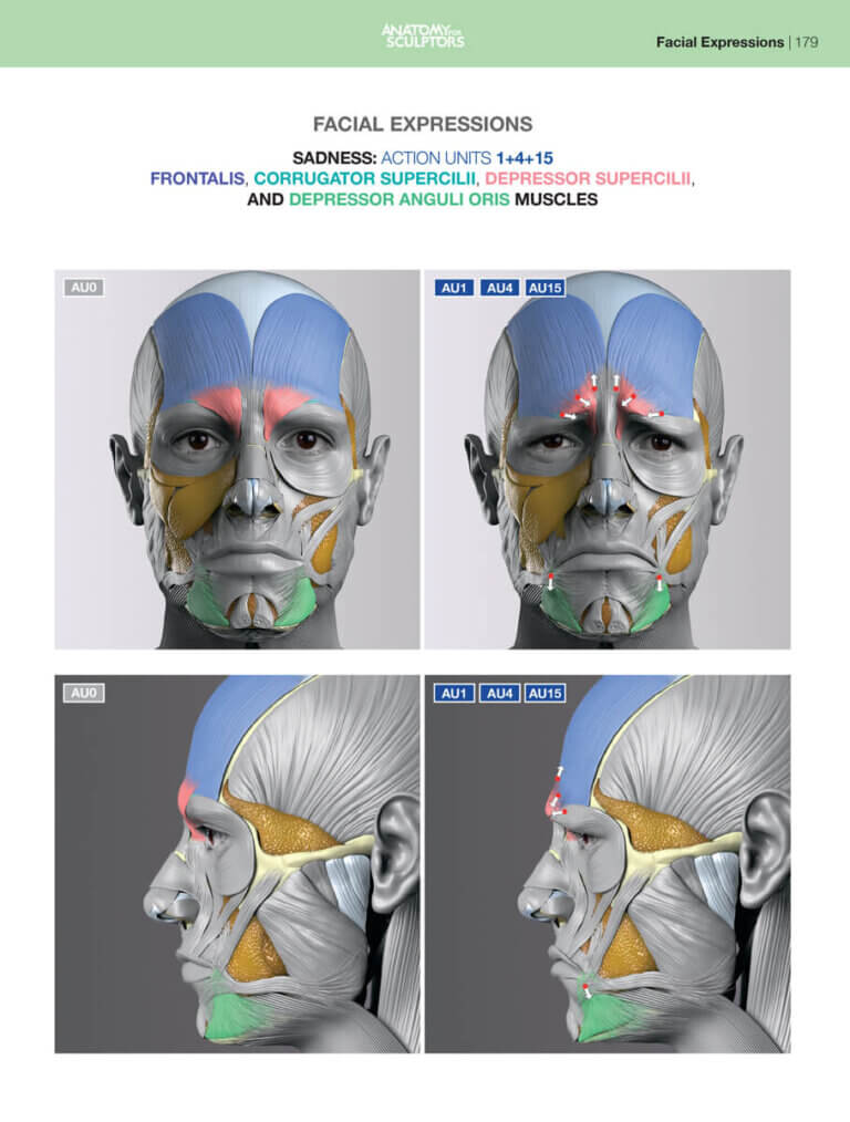 Anatomy of Facial Expression | by Anatomy For Sculptors