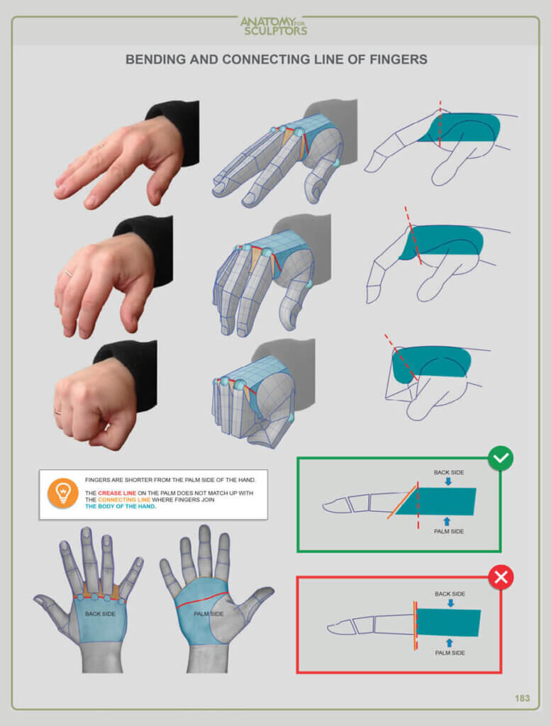 Understanding the Human Figure | by Anatomy For Sculptors