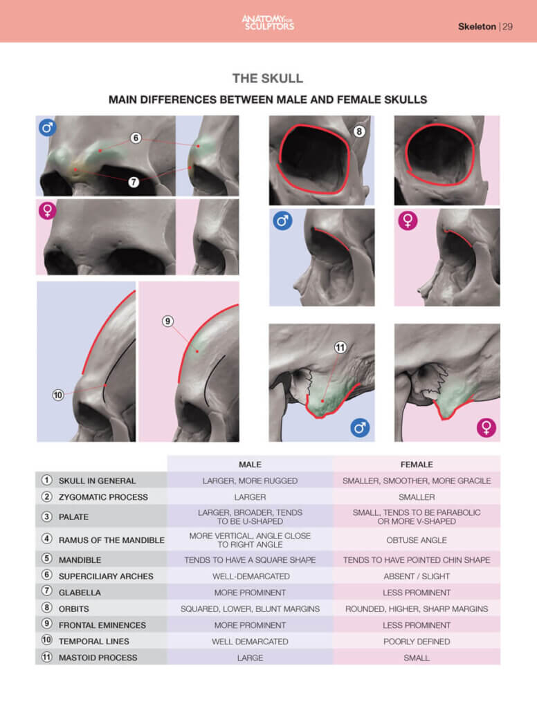Anatomy of Facial Expression | by Anatomy For Sculptors