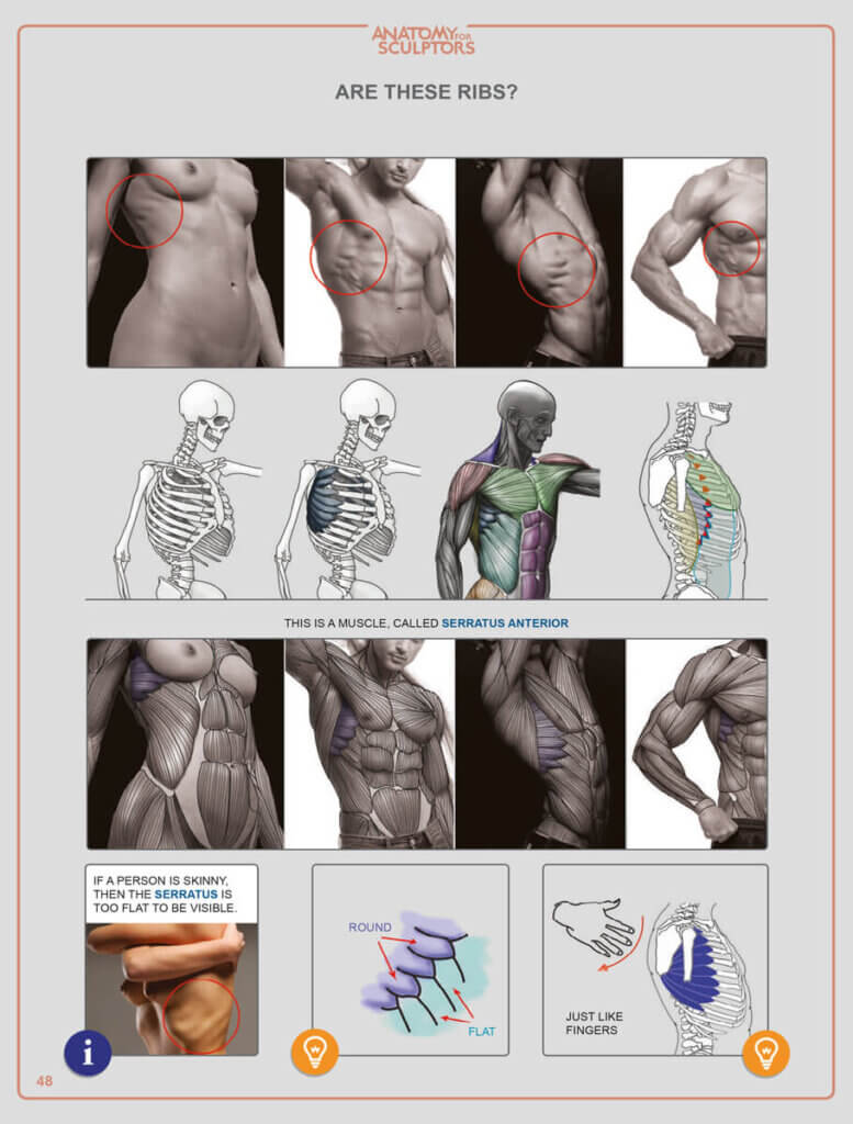Understanding the Human Figure | by Anatomy For Sculptors