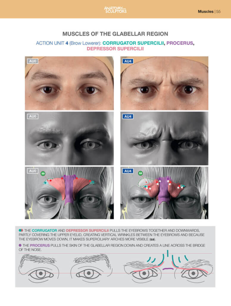 Anatomy of Facial Expression | by Anatomy For Sculptors