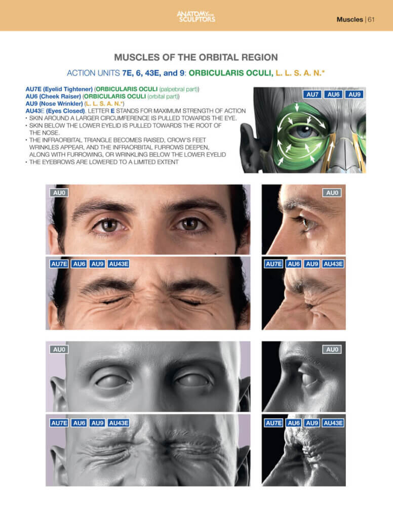 Anatomy of Facial Expression | by Anatomy For Sculptors