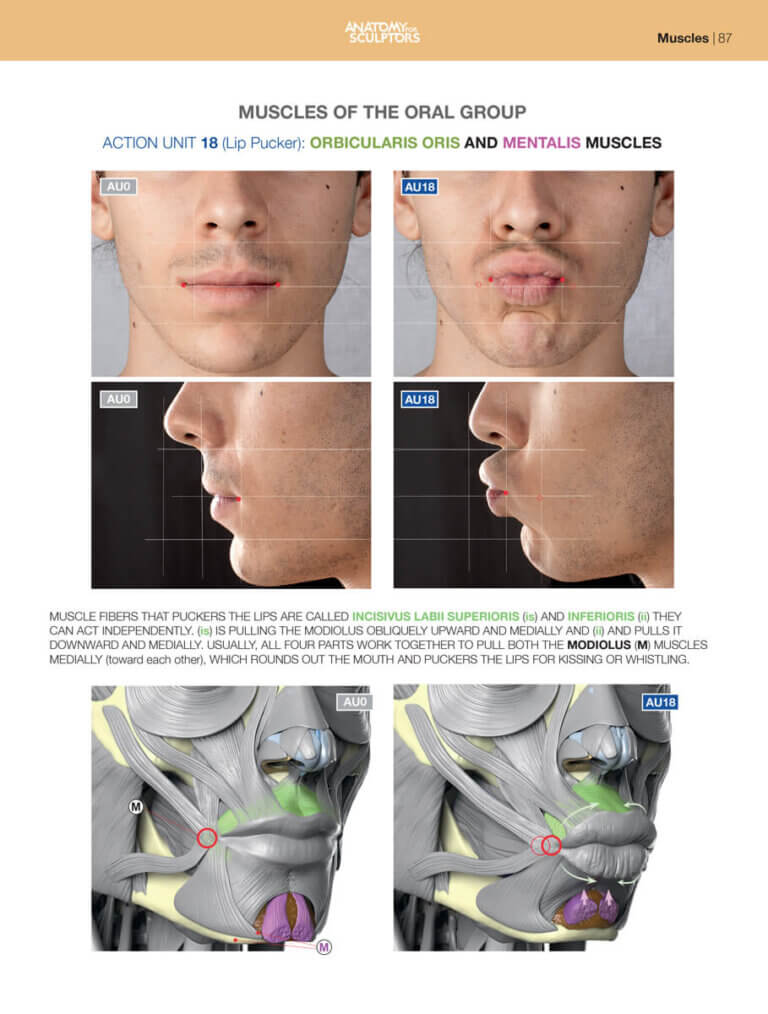 Anatomy of Facial Expression | by Anatomy For Sculptors