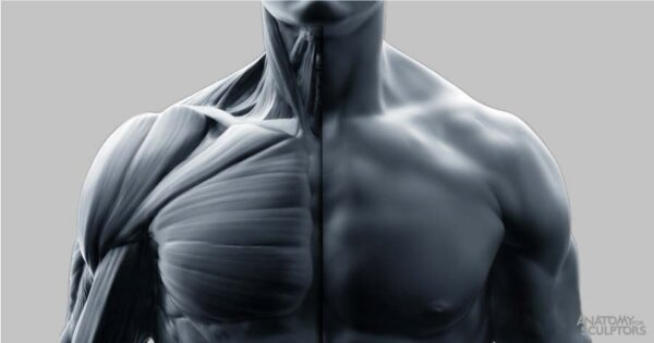 Understanding the Human Figure book | by Anatomy for Sculptors