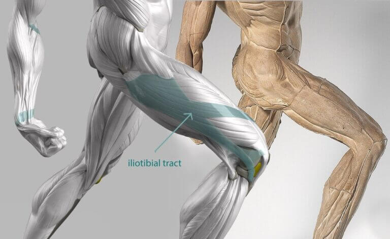 3D anatomy model - L'écorché | by Anatomy For Sculptors