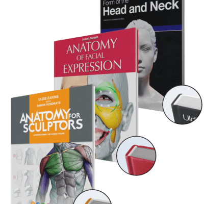 Bundle Archives Anatomy For Sculptors