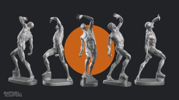 3D anatomy model - L'écorché | by Anatomy For Sculptors