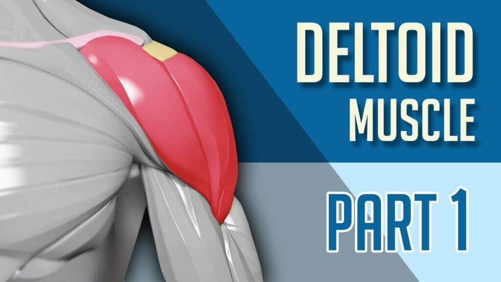 Muscles Of The Upper Limb | by Anatomy For Sculptors