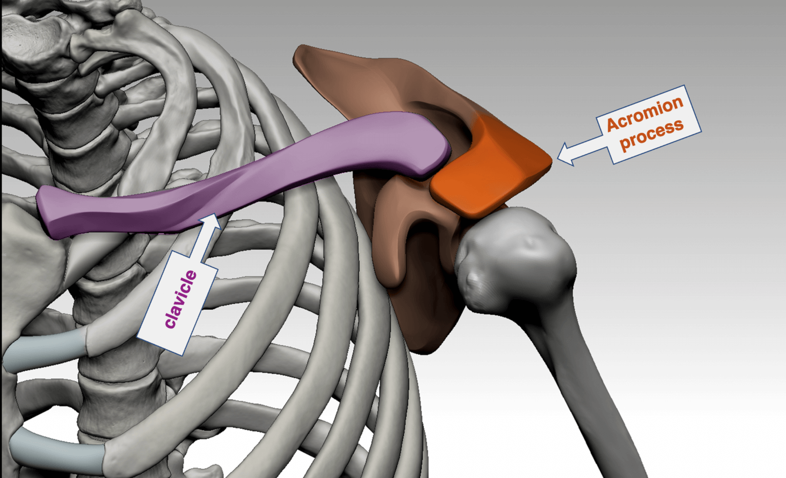 Shoulder bony landmarks | Anatomy For Sculptors