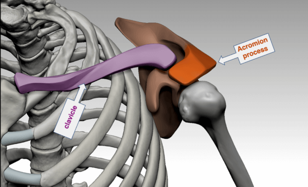 Shoulder bony landmarks | Anatomy For Sculptors