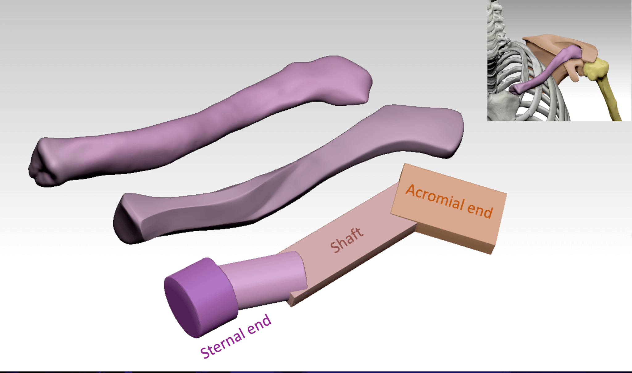 Shoulder bony landmarks | Anatomy For Sculptors