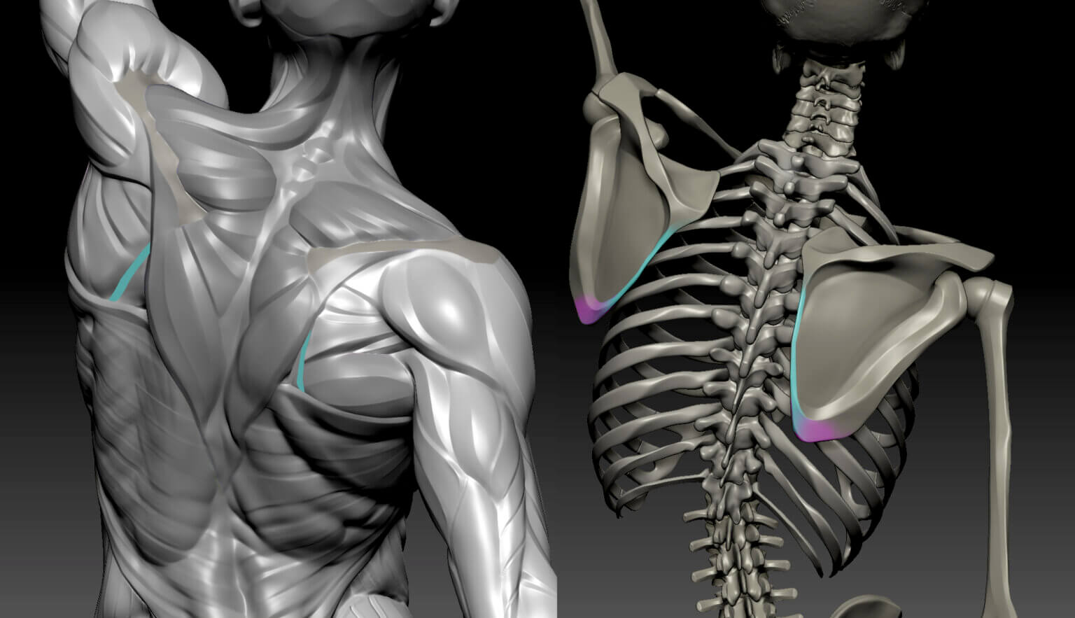 Shoulder bony landmarks | Anatomy For Sculptors