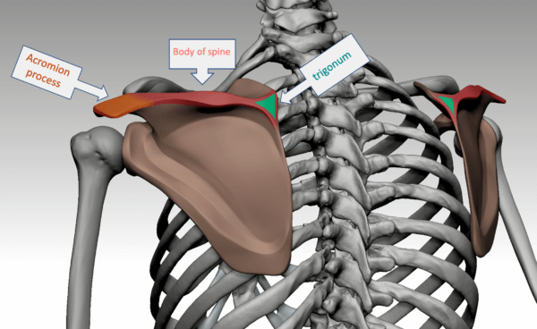 Shoulder bony landmarks | Anatomy For Sculptors