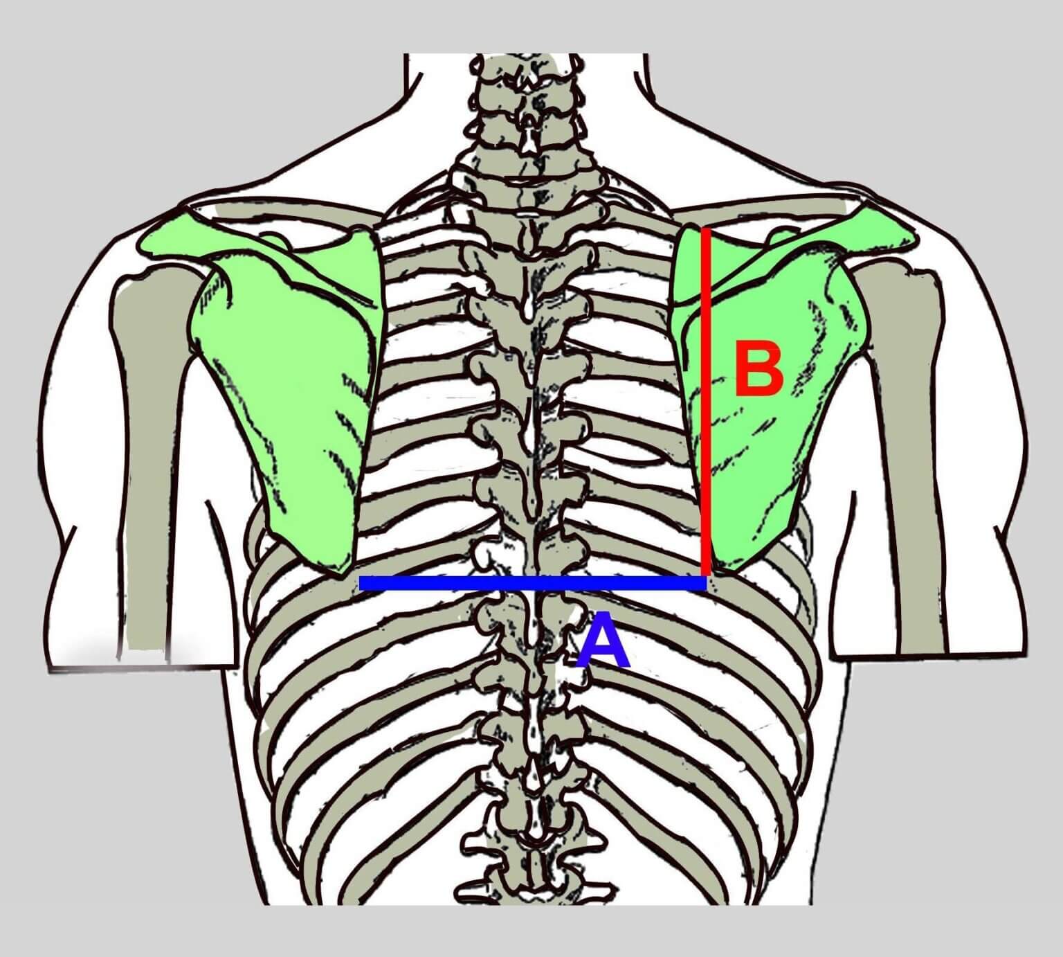 Shoulder bony landmarks | Anatomy For Sculptors