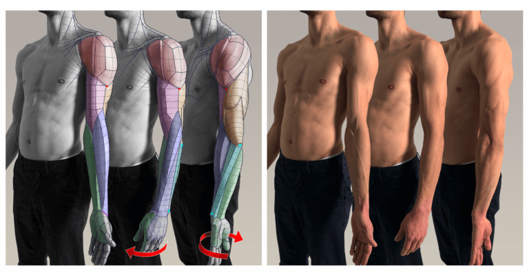 Bony landmarks of the arm | Anatomy For Sculptors