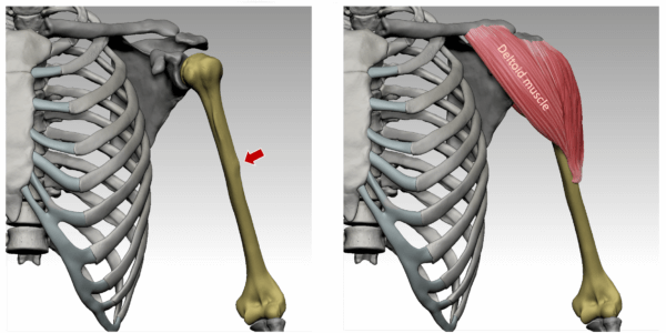 Bony landmarks of the arm | Anatomy For Sculptors