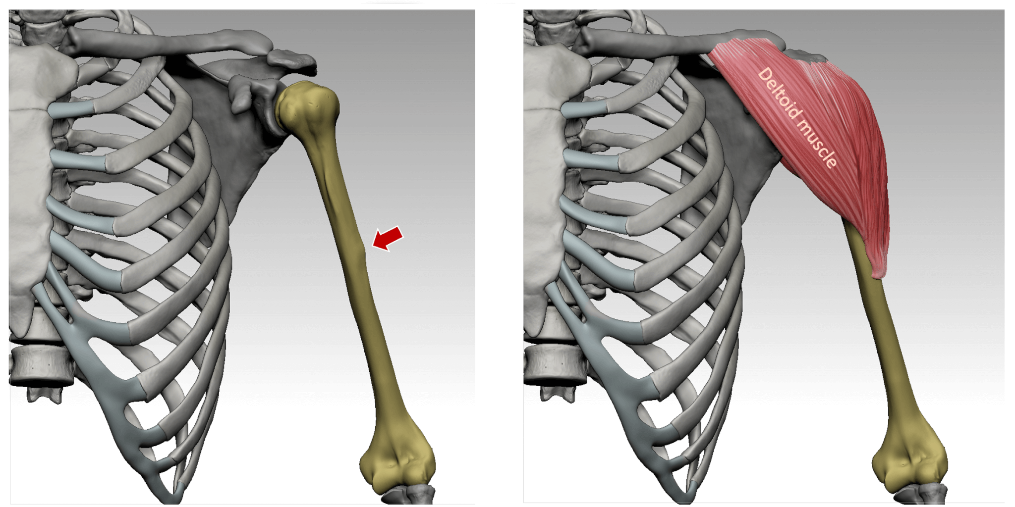 Bony landmarks of the arm | Anatomy For Sculptors