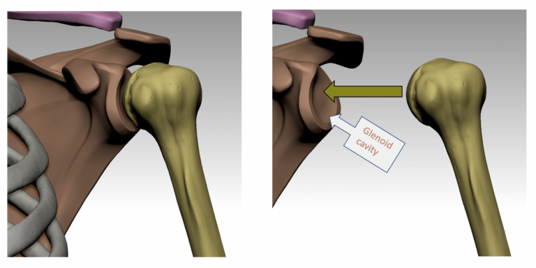 Bony landmarks of the arm | Anatomy For Sculptors