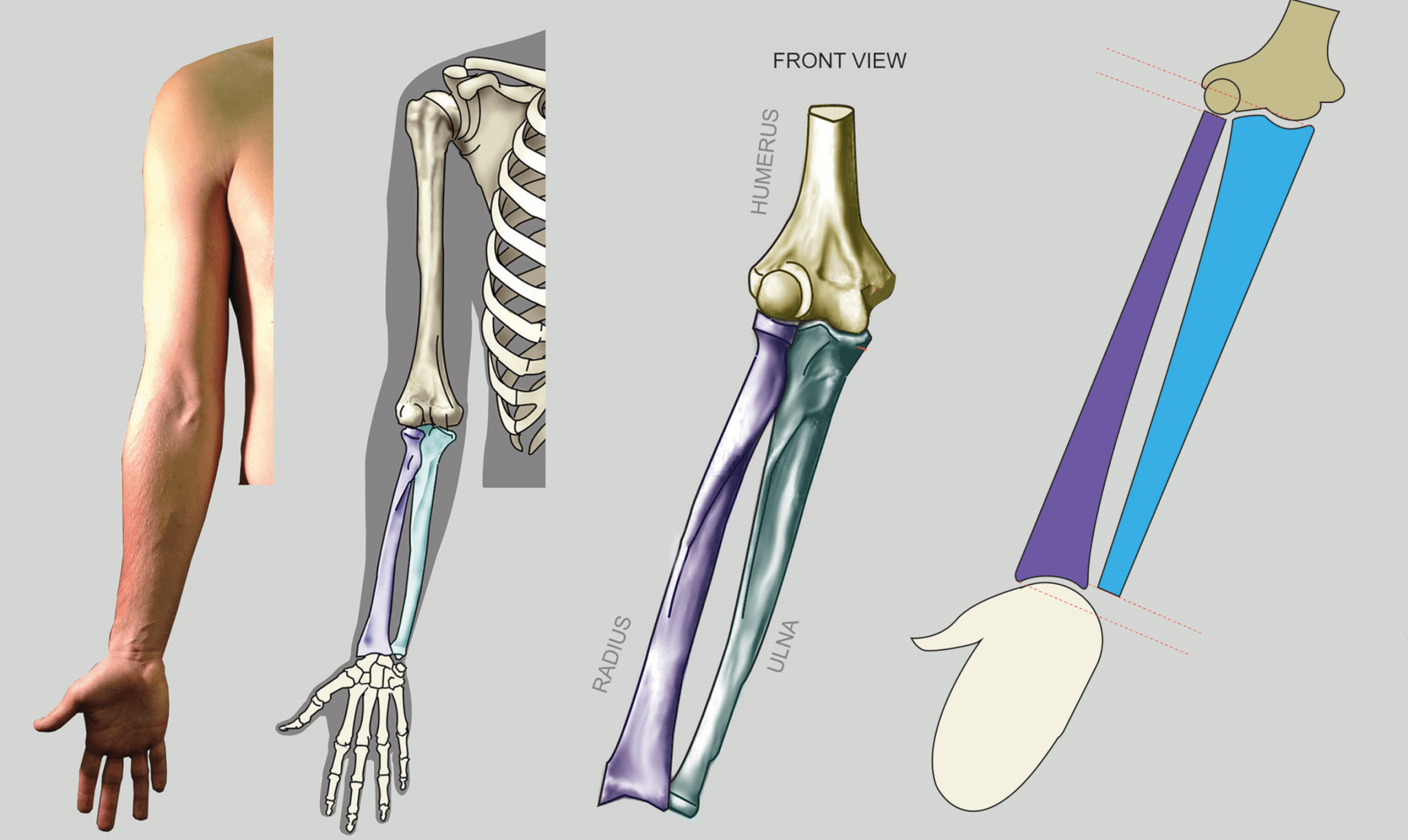 Bony landmarks of the arm | Anatomy For Sculptors