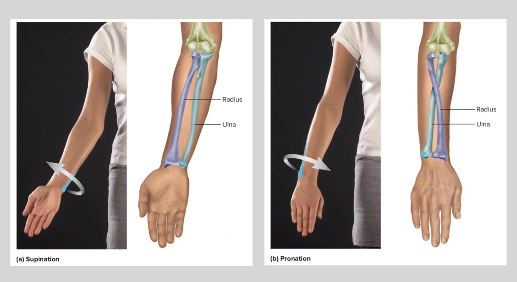 Bony landmarks of the arm | Anatomy For Sculptors
