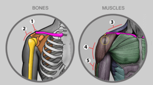 Bony landmarks of the arm | Anatomy For Sculptors