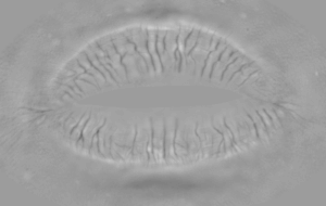 Realistic human 3D model: the skin | Anatomy For Sculptors