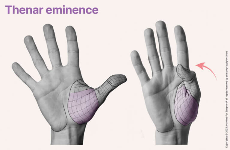 Hand anatomy for artists | Anatomy For Sculptors