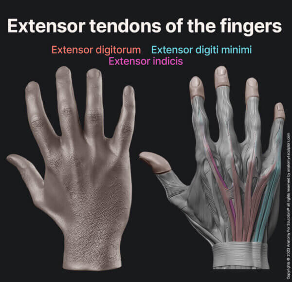 Realistic hand: tendons, veins, fat, and more | Anatomy For Sculptors