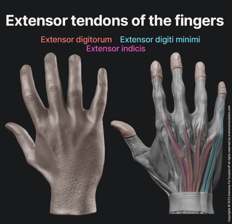 Realistic hand: tendons, veins, fat, and more | Anatomy For Sculptors
