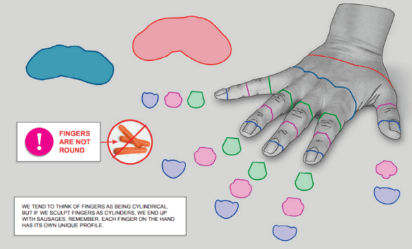 Hand anatomy for artists | Anatomy For Sculptors