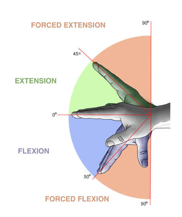 Hand anatomy for artists | Anatomy For Sculptors