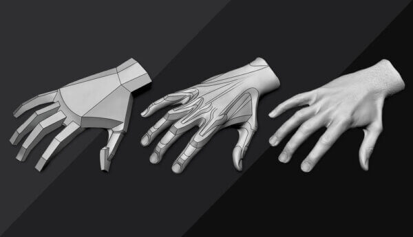 Hand anatomy for artists | Anatomy For Sculptors