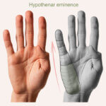 Hand anatomy for artists | Anatomy For Sculptors