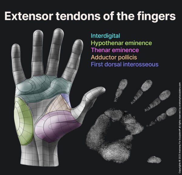 Realistic hand: tendons, veins, fat, and more | Anatomy For Sculptors