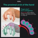 Hand anatomy for artists | Anatomy For Sculptors
