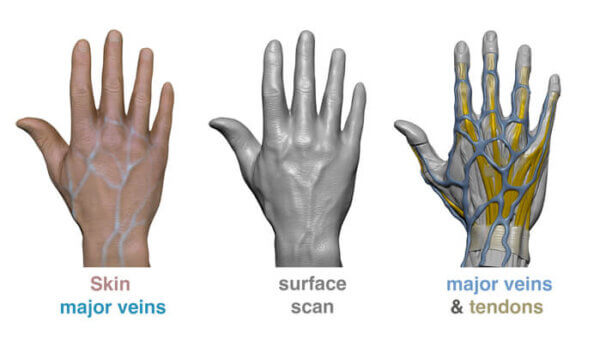 Realistic hand: tendons, veins, fat, and more | Anatomy For Sculptors
