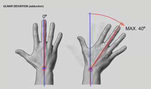 Hand anatomy for artists | Anatomy For Sculptors