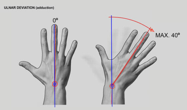 Hand anatomy for artists | Anatomy For Sculptors
