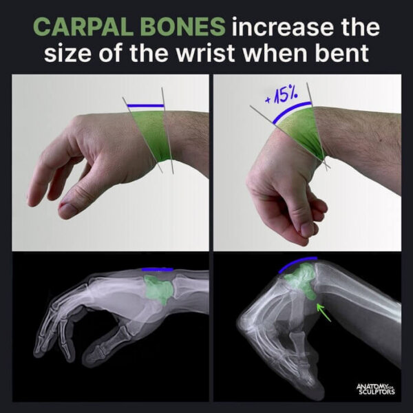 Hand anatomy for artists | Anatomy For Sculptors