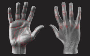 Realistic hand: tendons, veins, fat, and more | Anatomy For Sculptors